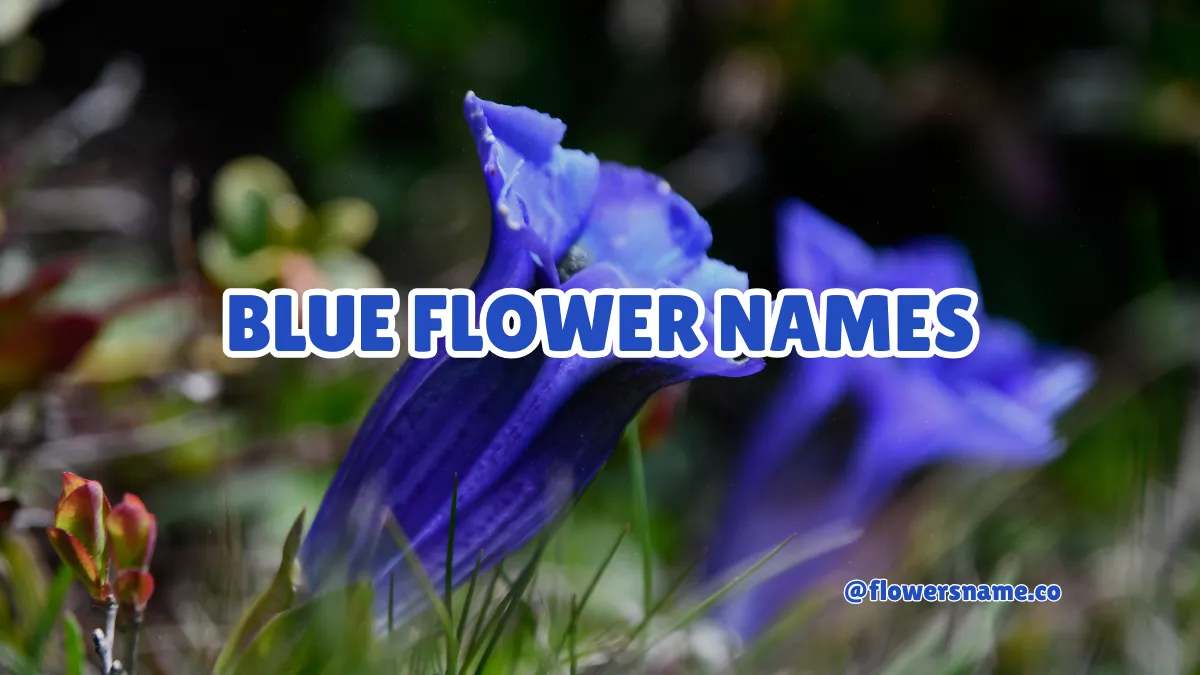 11+ Best Blue Flower Names In The World - Ultimate Guide