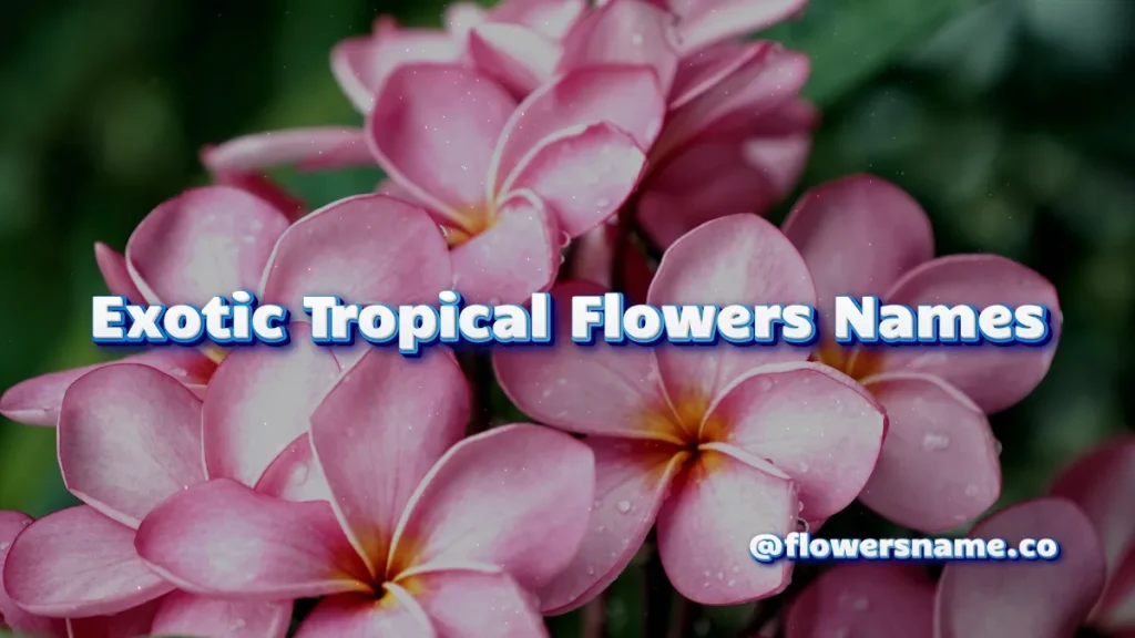 Pictures And Names Tropical Flowers 670+ Tropical Flower Names And